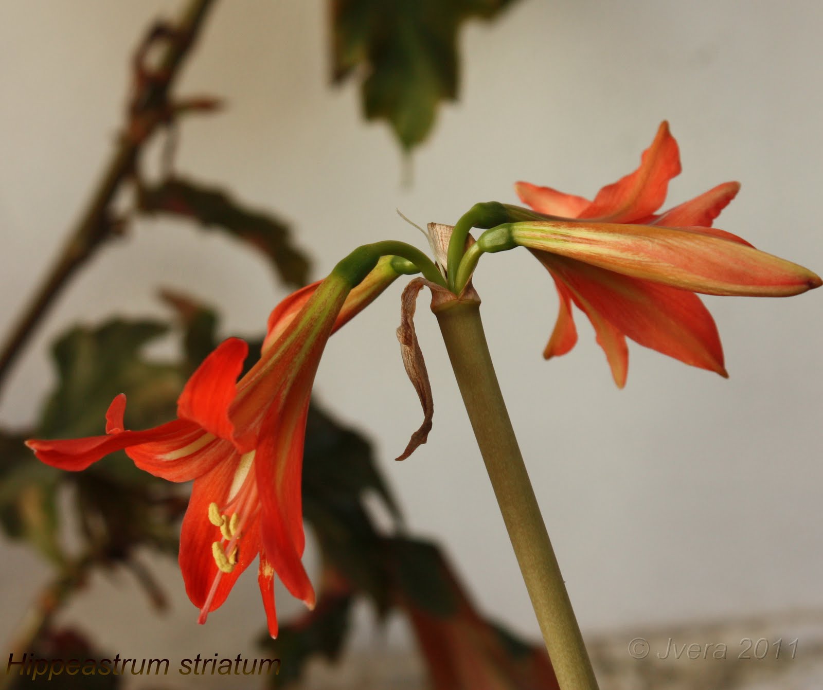 Un jardín en Málaga: Hippeastrum striatum.