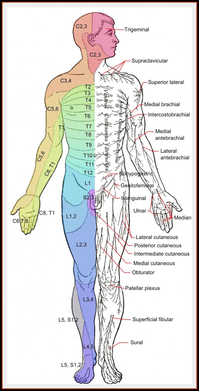 truthlady3: Dermatomes Dermal Segmentation
