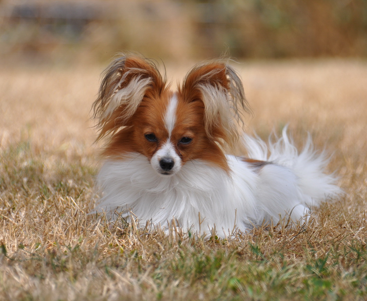 Road's End Papillons : Road's End Golden Girls