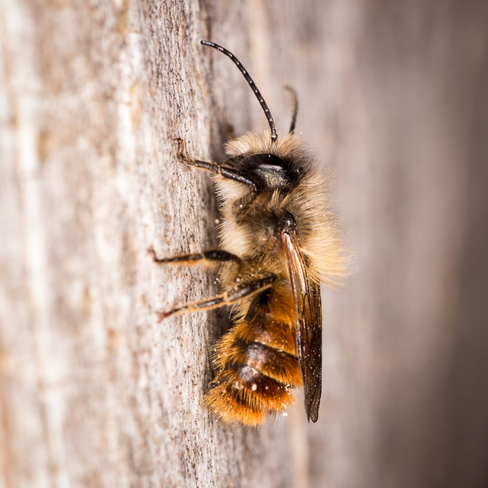 TrogTrogBlog: More red mason bees
