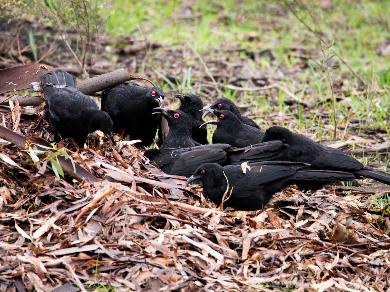 BIRDS of KILMORE, AUSTRALIA: White Winged Choughs