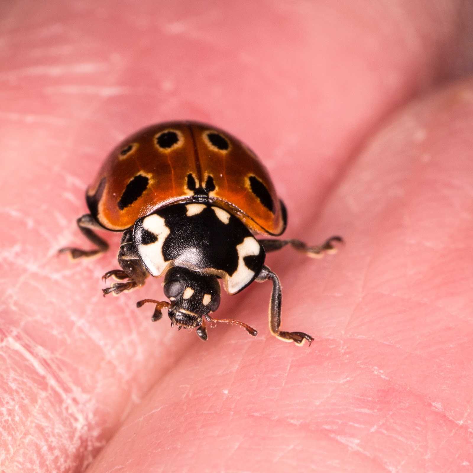 TrogTrogBlog: Eyed ladybird