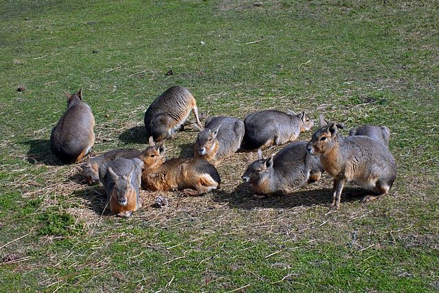 Animale: Mara de Patagonia ( Dolichotis patagonum ) este un relativ ...