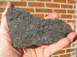 Views of the Mahantango: Olenus & Ctenocephalus Trilobites from Sweden