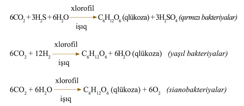 Canlılar aləmi: Fotosintez