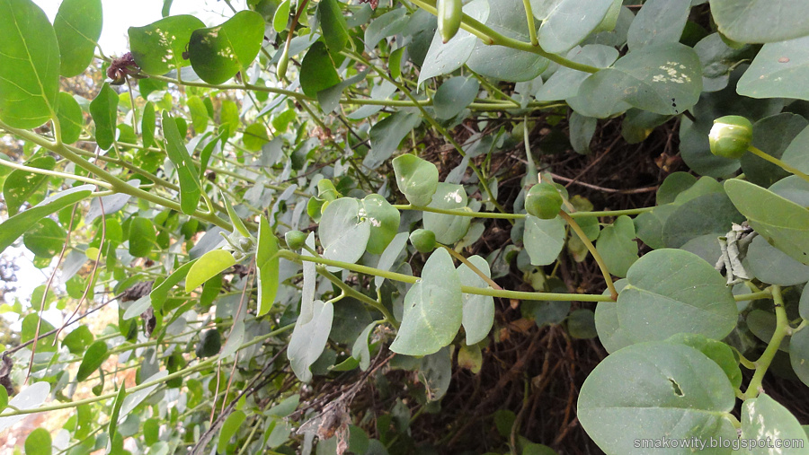 Kapary - Smakowity blog