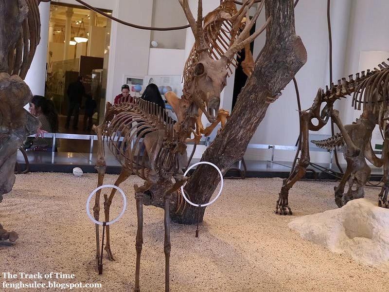 American Museum of Natural History - Primitive Mammals | The Track of Time