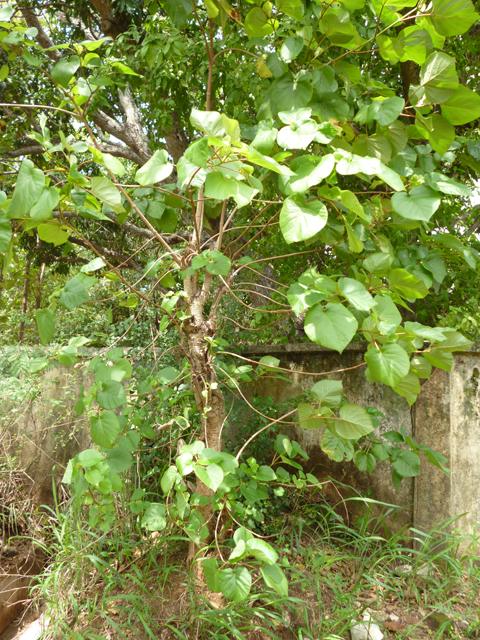 Haldina Tree or Kadam - Kolon | SL Flora