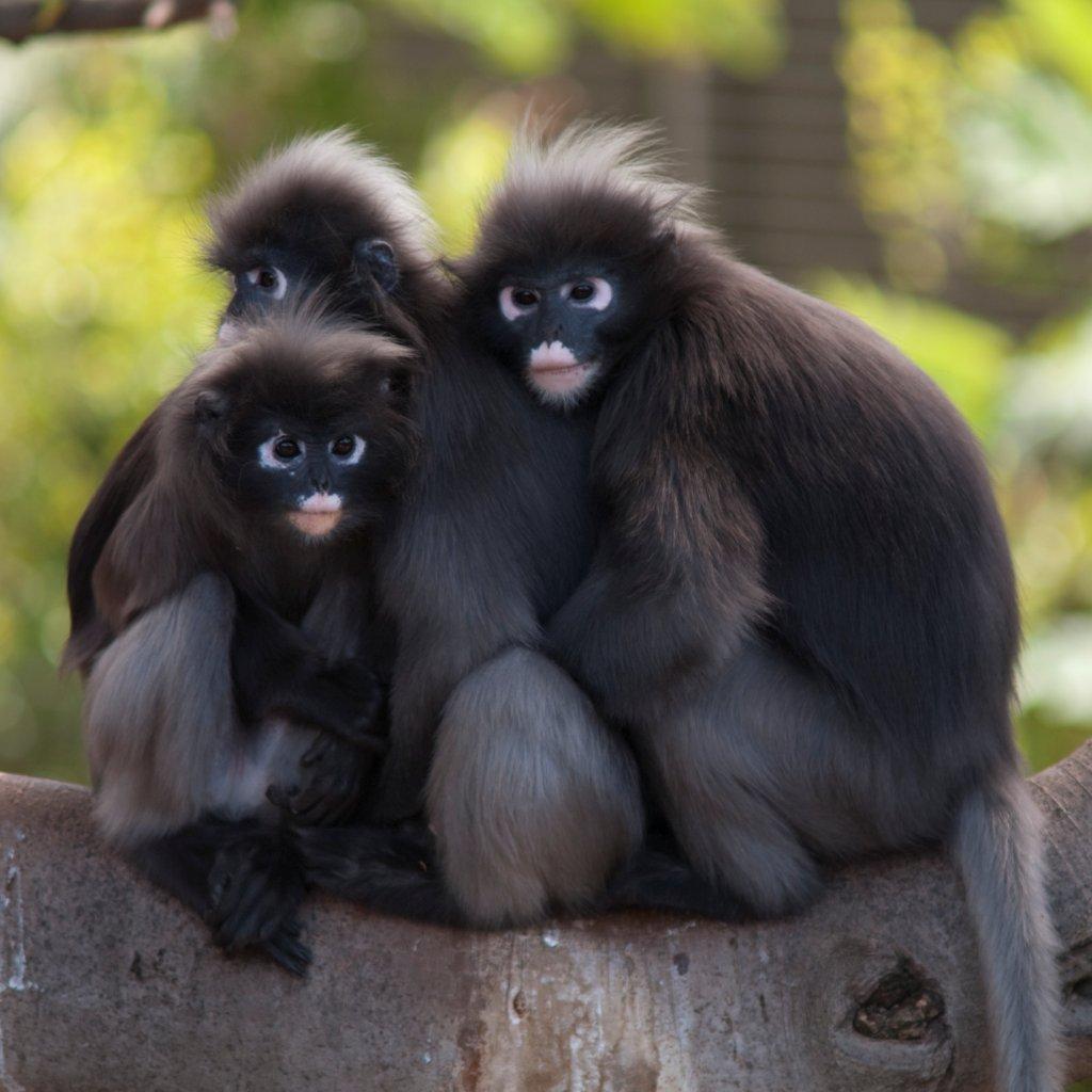 ResearchGirl: Comparing Sociality and Mating in Primates