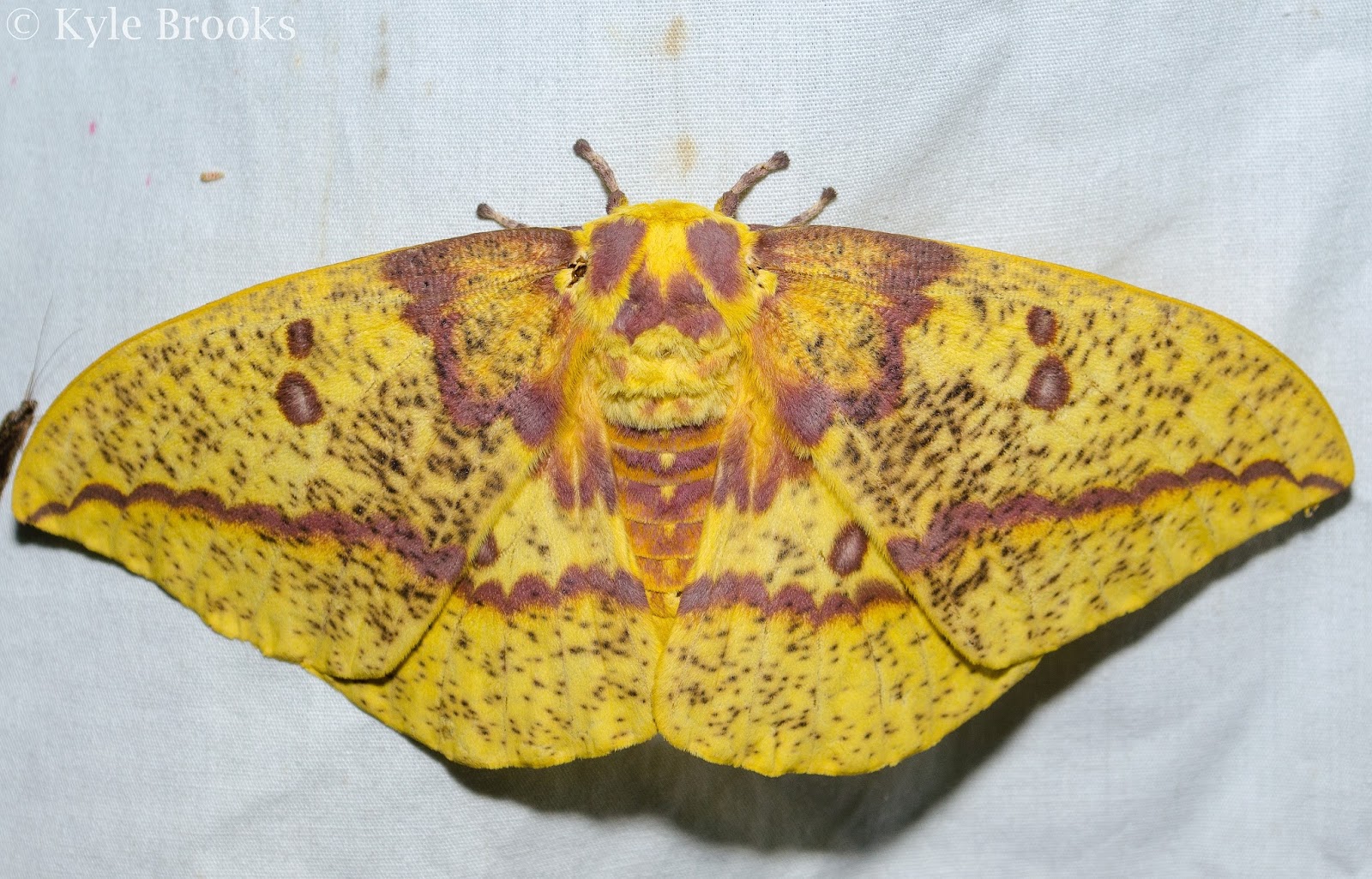 On the Subject of Nature: Imperial Moth