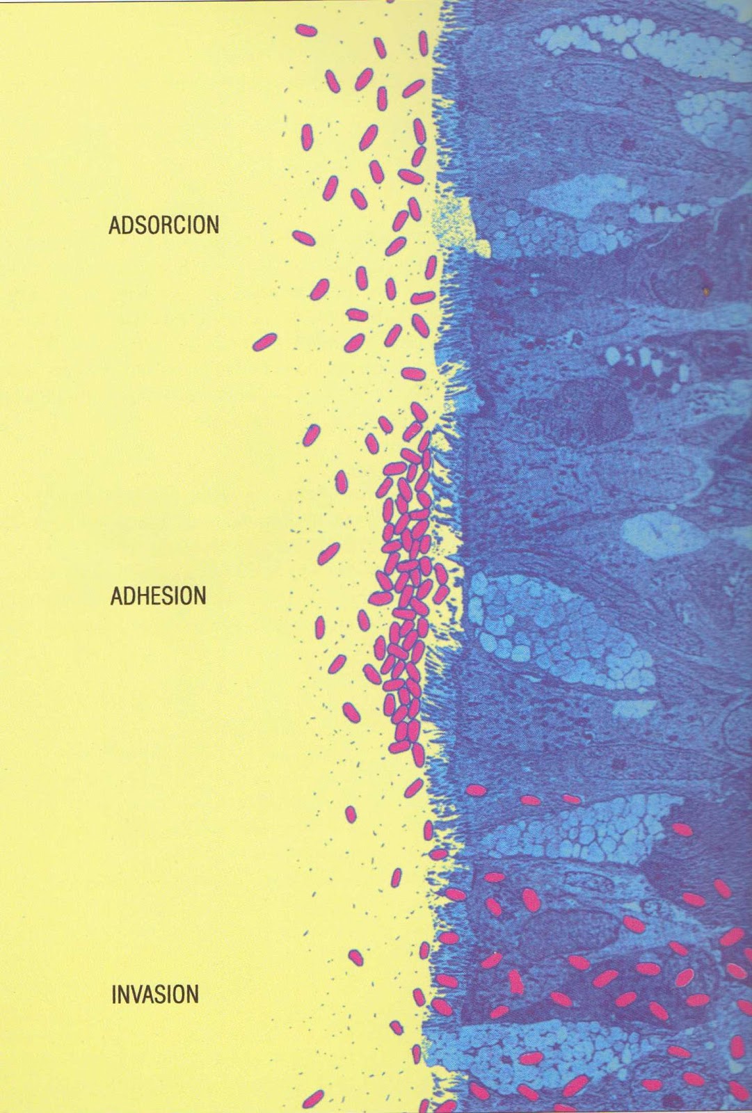 Microbiología y Epidemiología: ADHESION BACTERIANA A CELULAS DEL ...