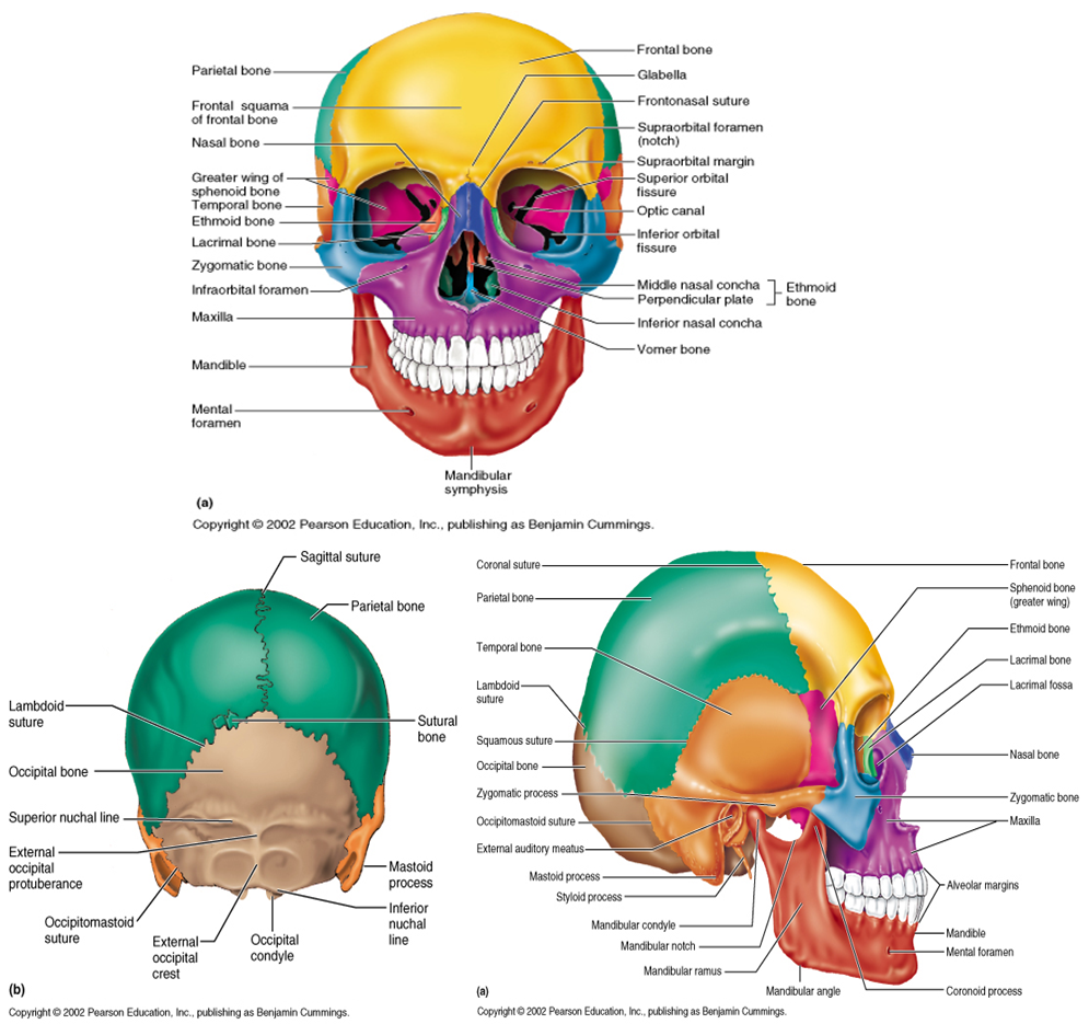 Sistem Muskuloskeletal: ANATOMI SISTEM MUSKULOSKELETAL