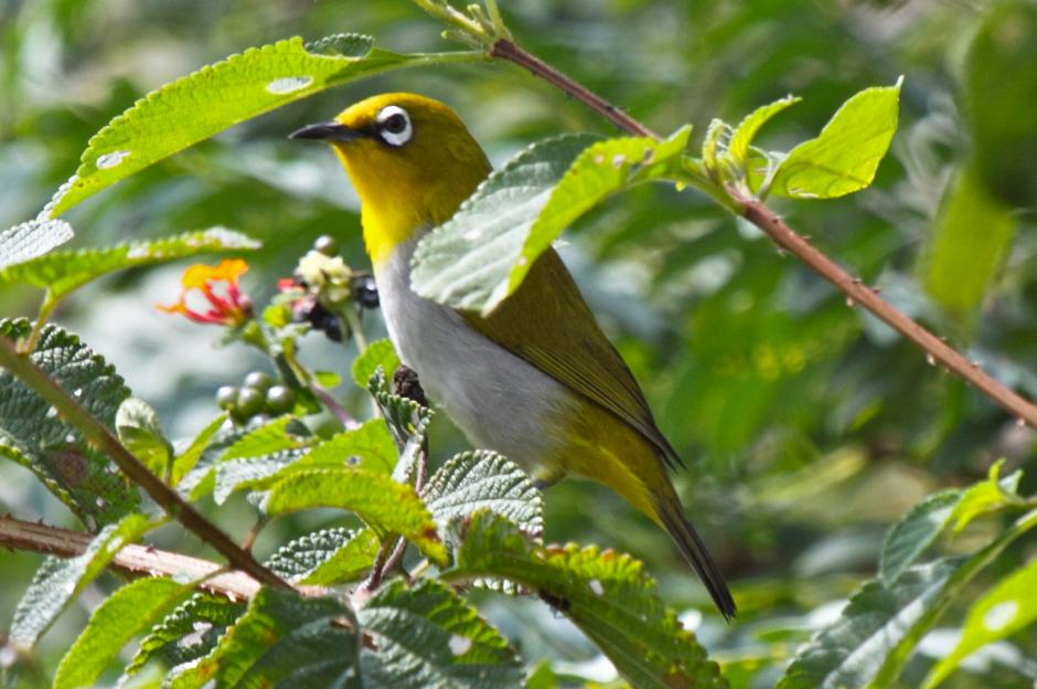 Bird Photos and Information