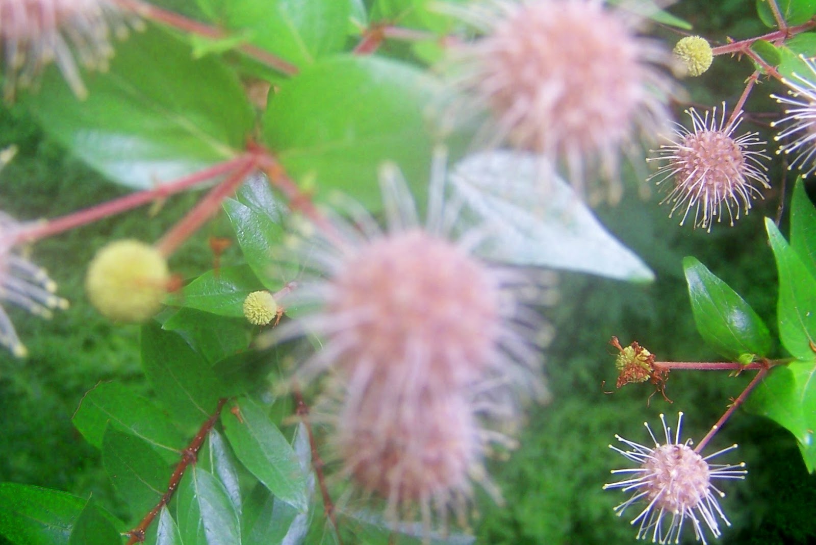 The Nature Dude: a tale of two buttonbushes