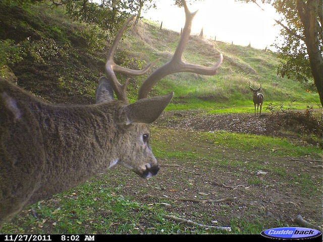 Dipper Ranch: December 2011