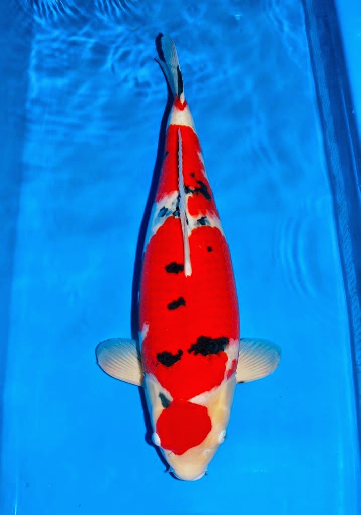 grand champion koi Koi japan champion grand outings 2010 41st - koifishshop
