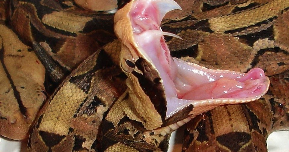Life is short, but snakes are long: Basics of Snake Fangs