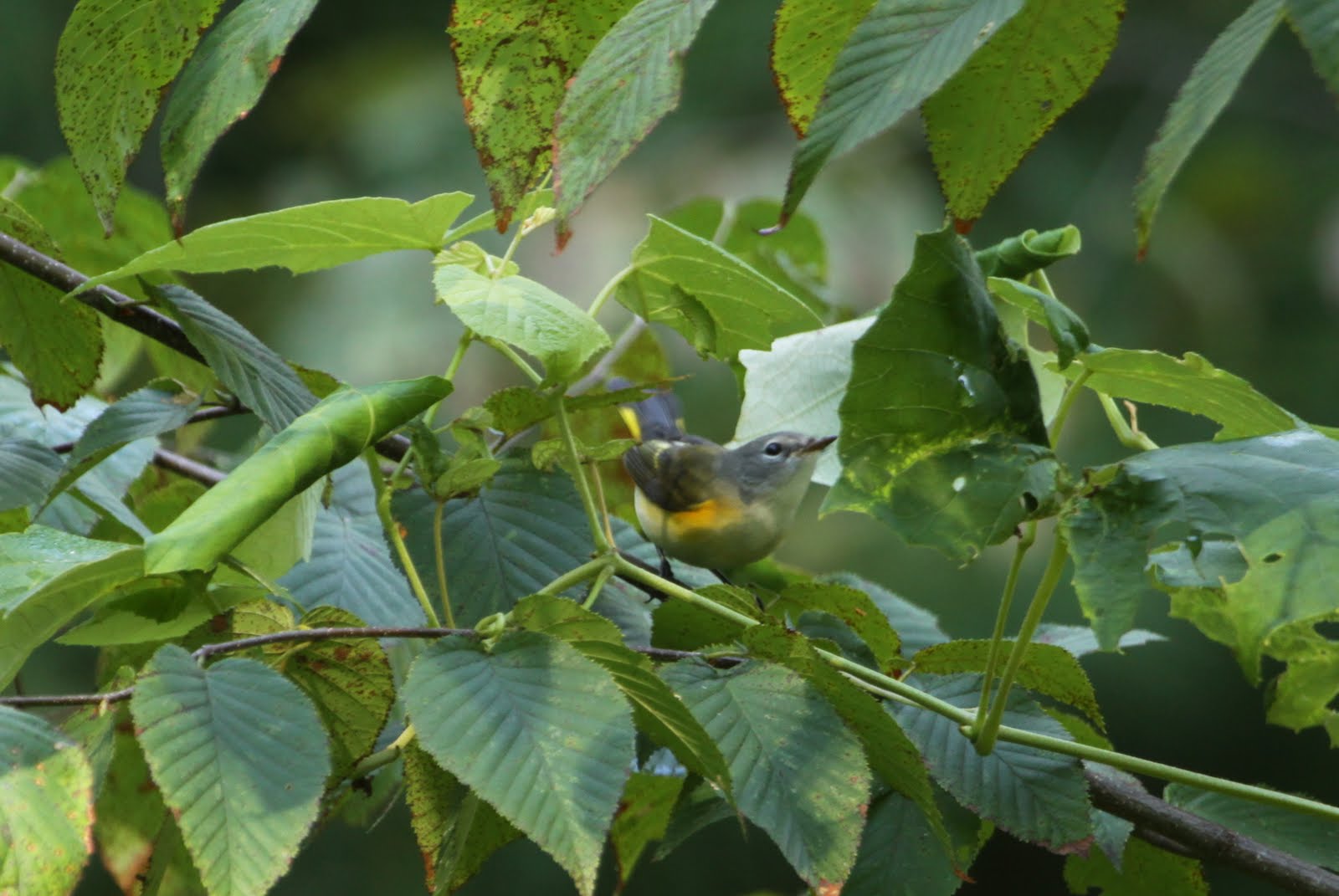 Looking Out from Central Massachusetts: Mid-August inside Gate 40 Quabbin