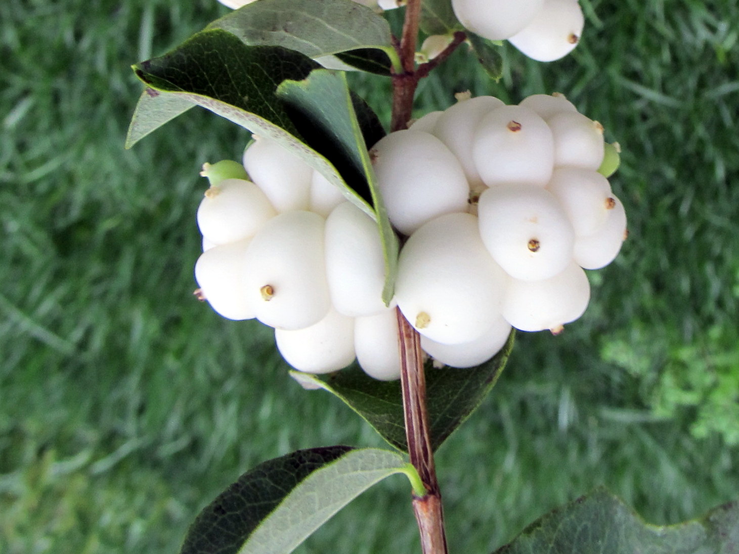 Cittaslow Botanik Park: İNCİ ÇALISI ÇİÇEĞİ ( Symphoricarpos )