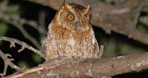 Tierra de lechuzas, búhos, mochuelos, autillos, cárabos: Autillo ...