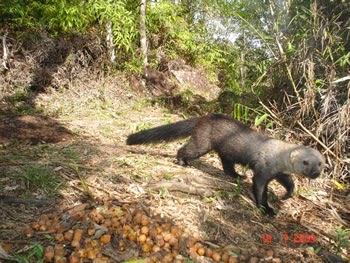 Cheiro de Bicho: "Irara"