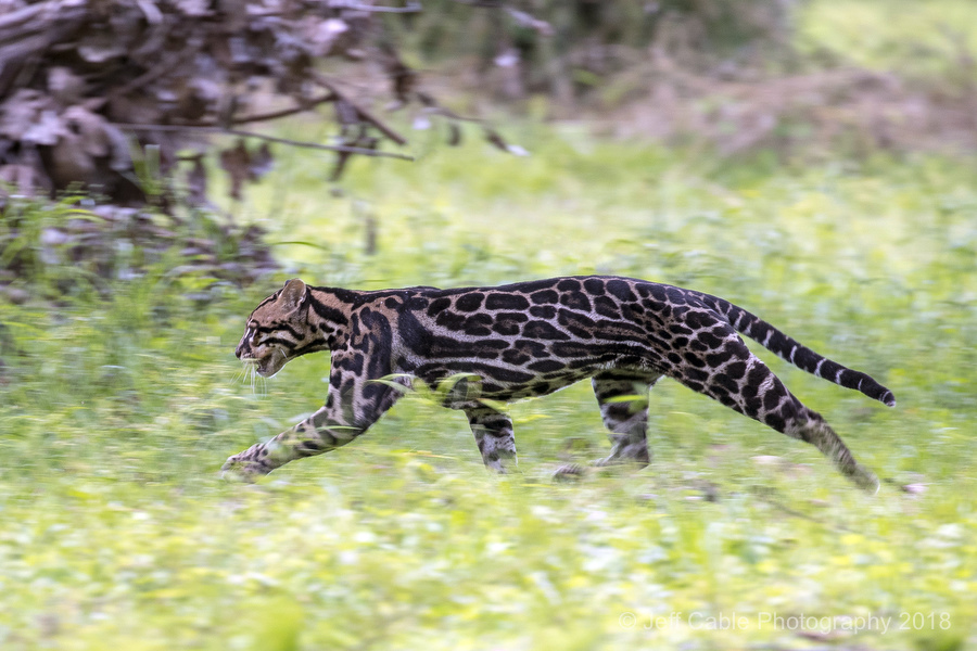 Jeff Cable's Blog: Costa Rica Photo Tour - A very RARE sighting of an ...