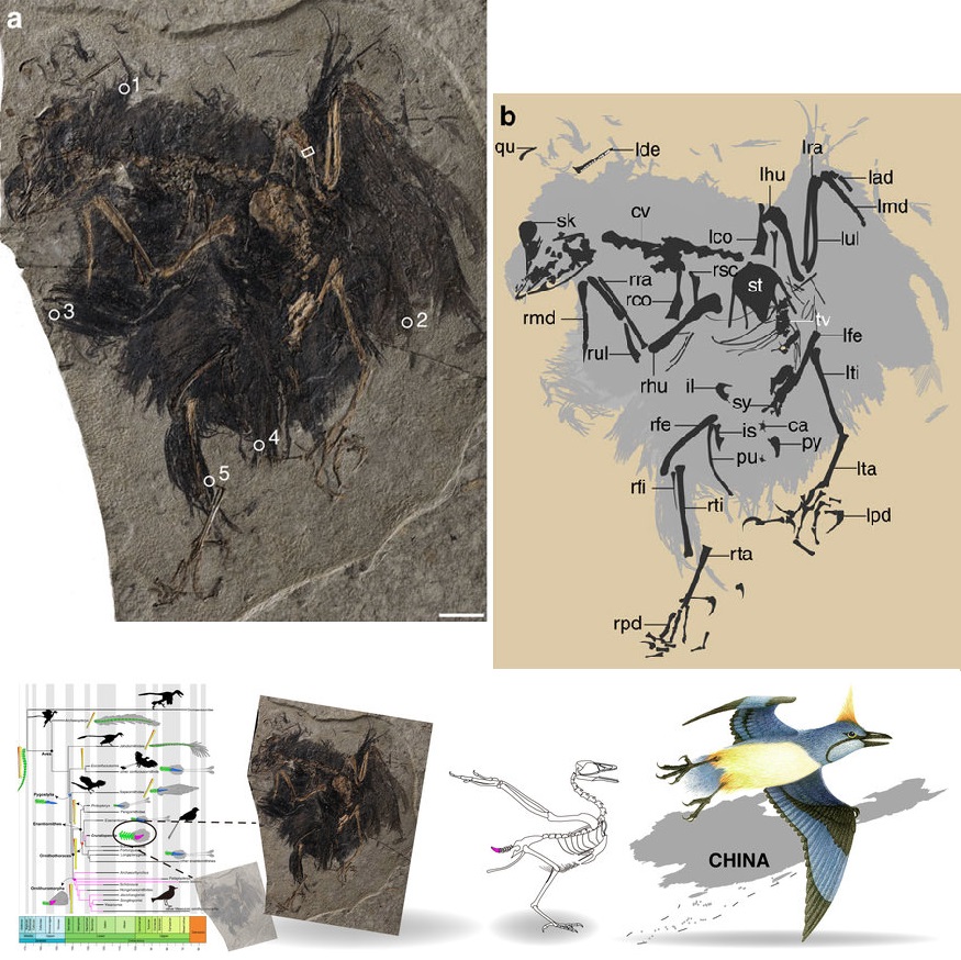 Species New to Science: [PaleoOrnithology • 2017] Cruralispennia ...