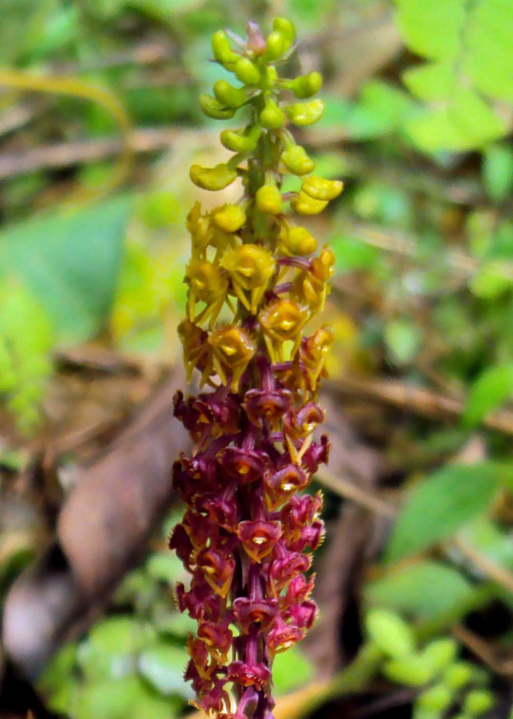 Malaxis Versicolor Orchid ~ ThundersCloud
