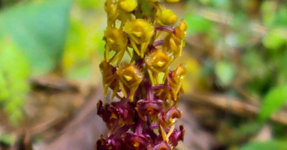 Malaxis Versicolor Orchid ~ ThundersCloud