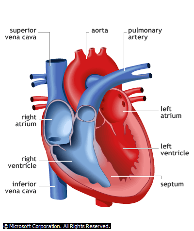 Primary Years 5 & 6 News @ TNS - Administered by Mr C. Sciberras ...