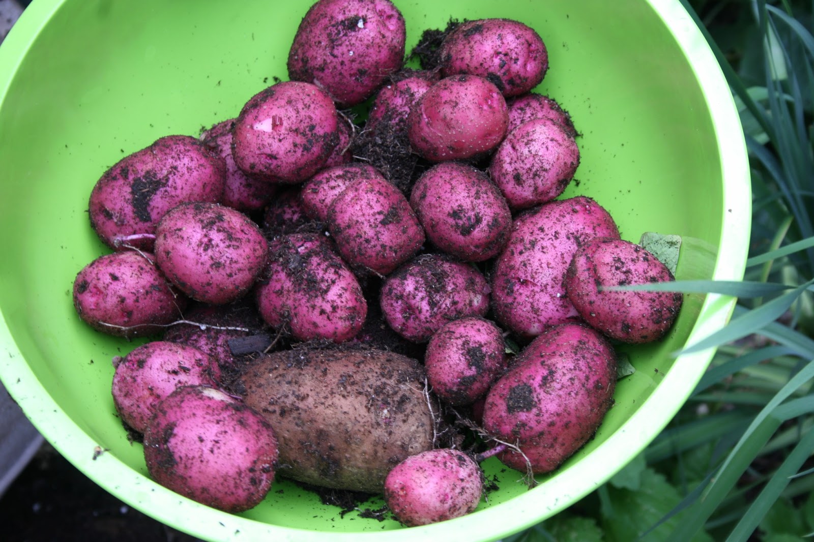 Priscillas: Potatoes in a Pot