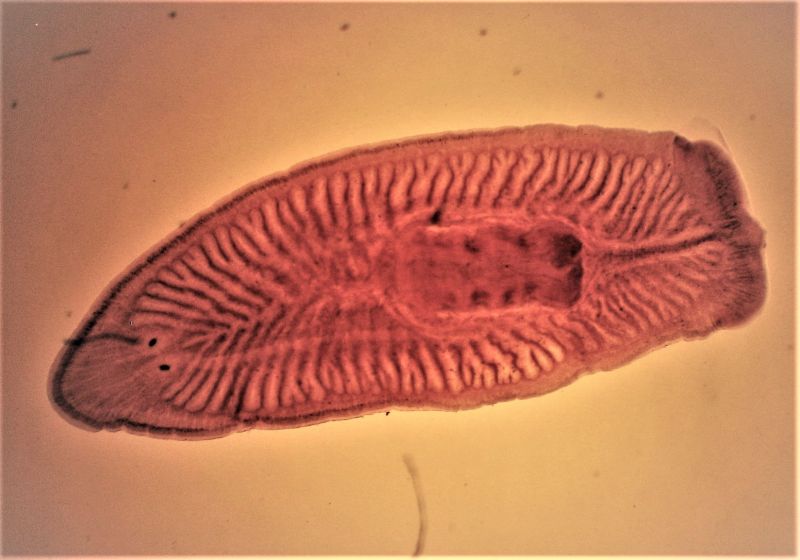 Clasificación de los platelmintos