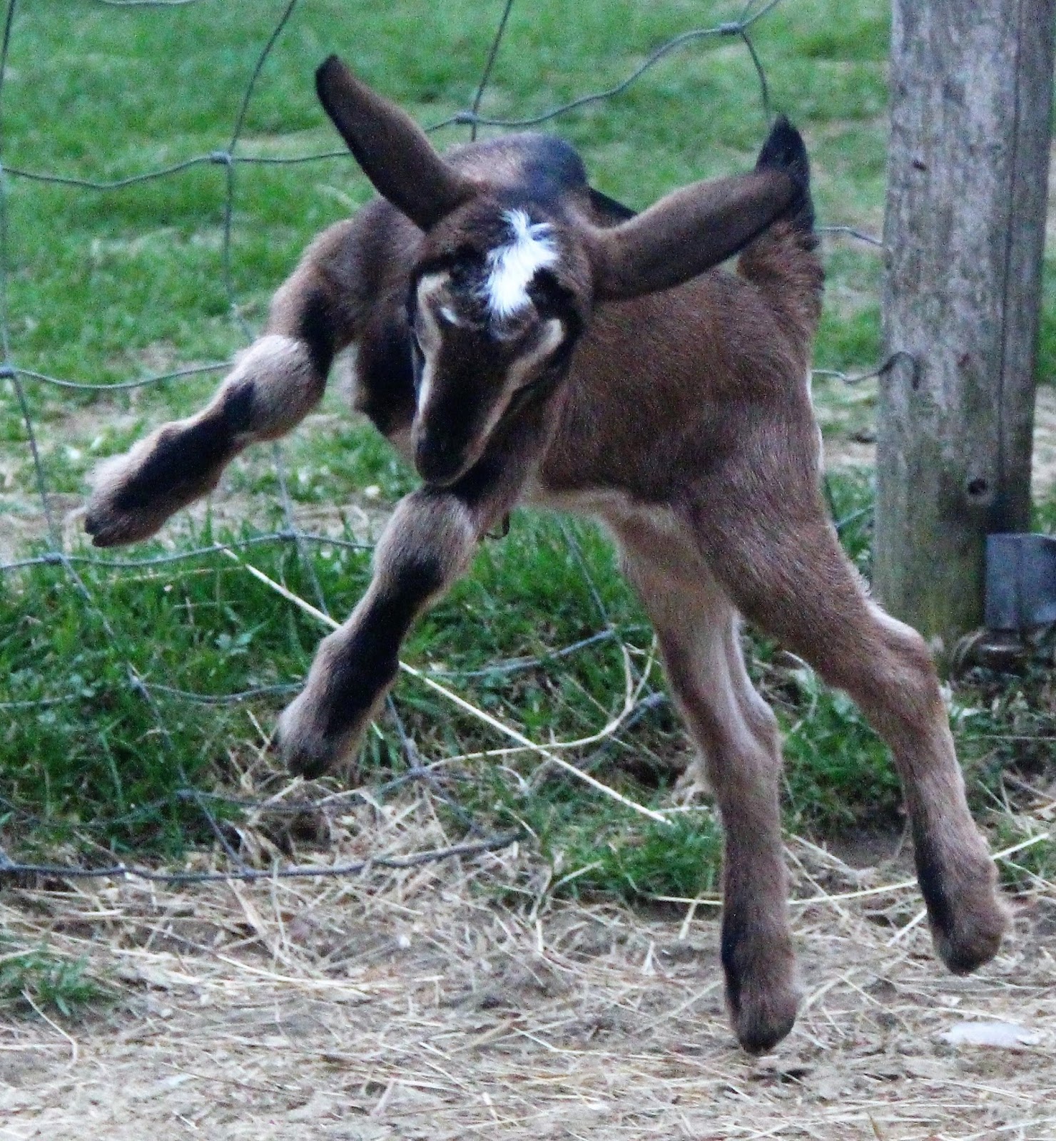 FairWinds...: Tired of goats..?