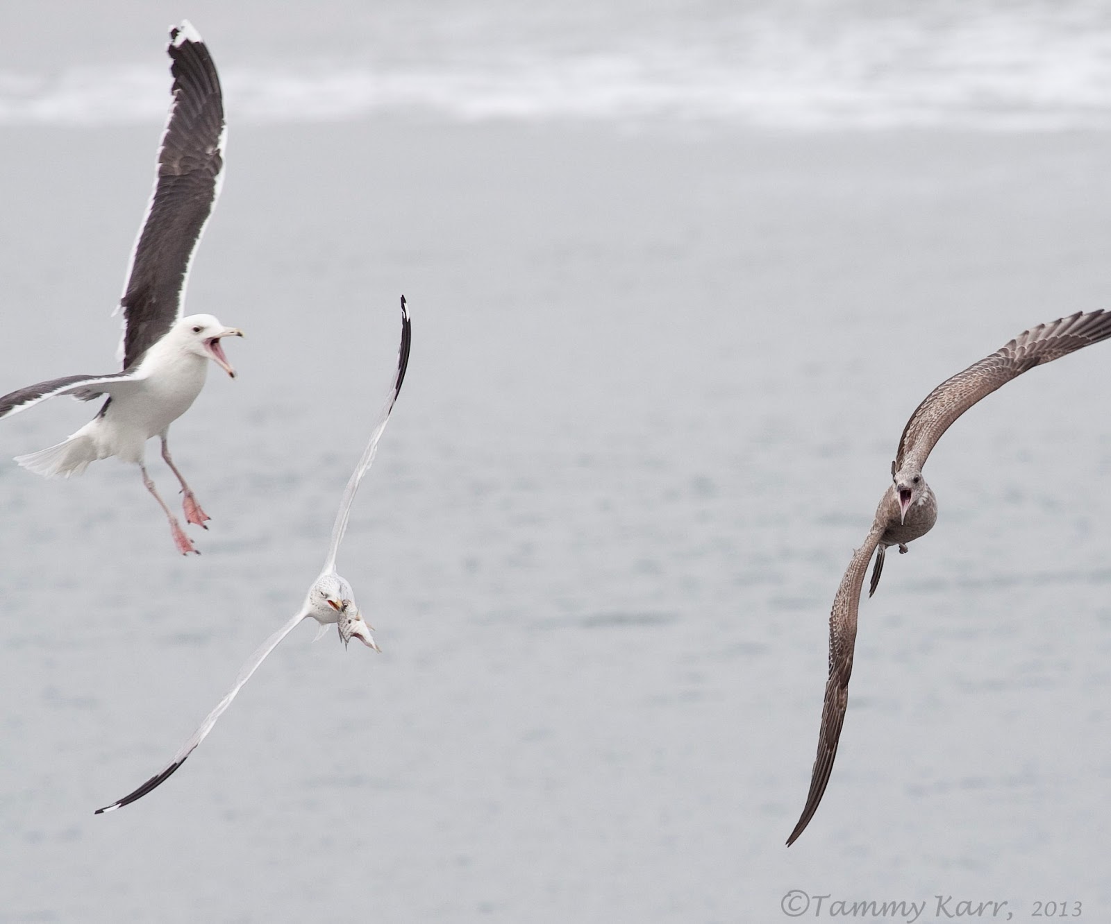 Birding Is Fun!: G(ul)lamour Shots