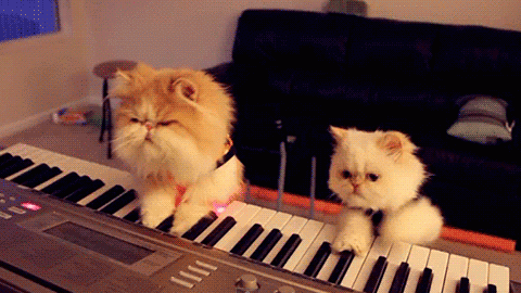 gifs gatos músicos, guitarra, piano, rock - Blog de imágenes