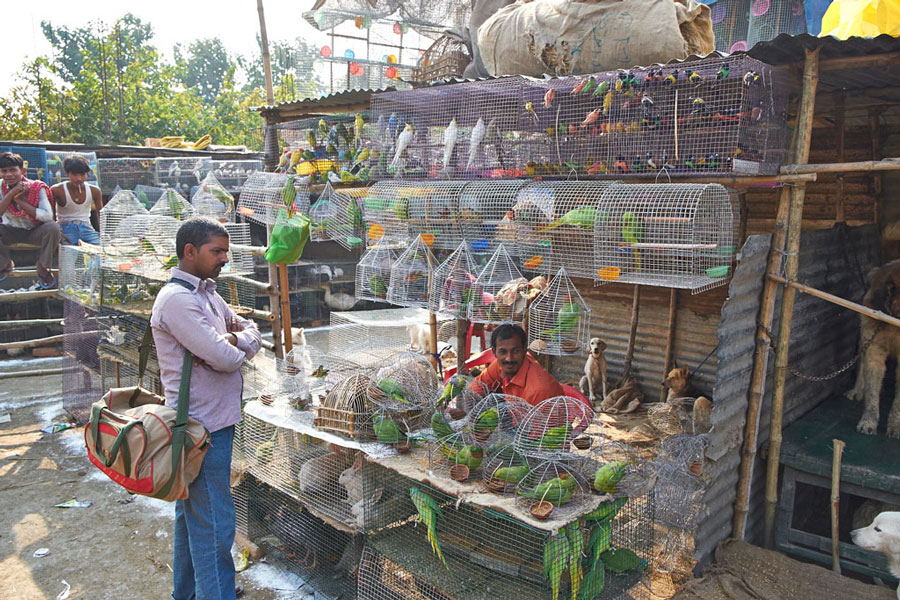 SONEPUR MELA; The largest animal Fair of ASIA: January 2016