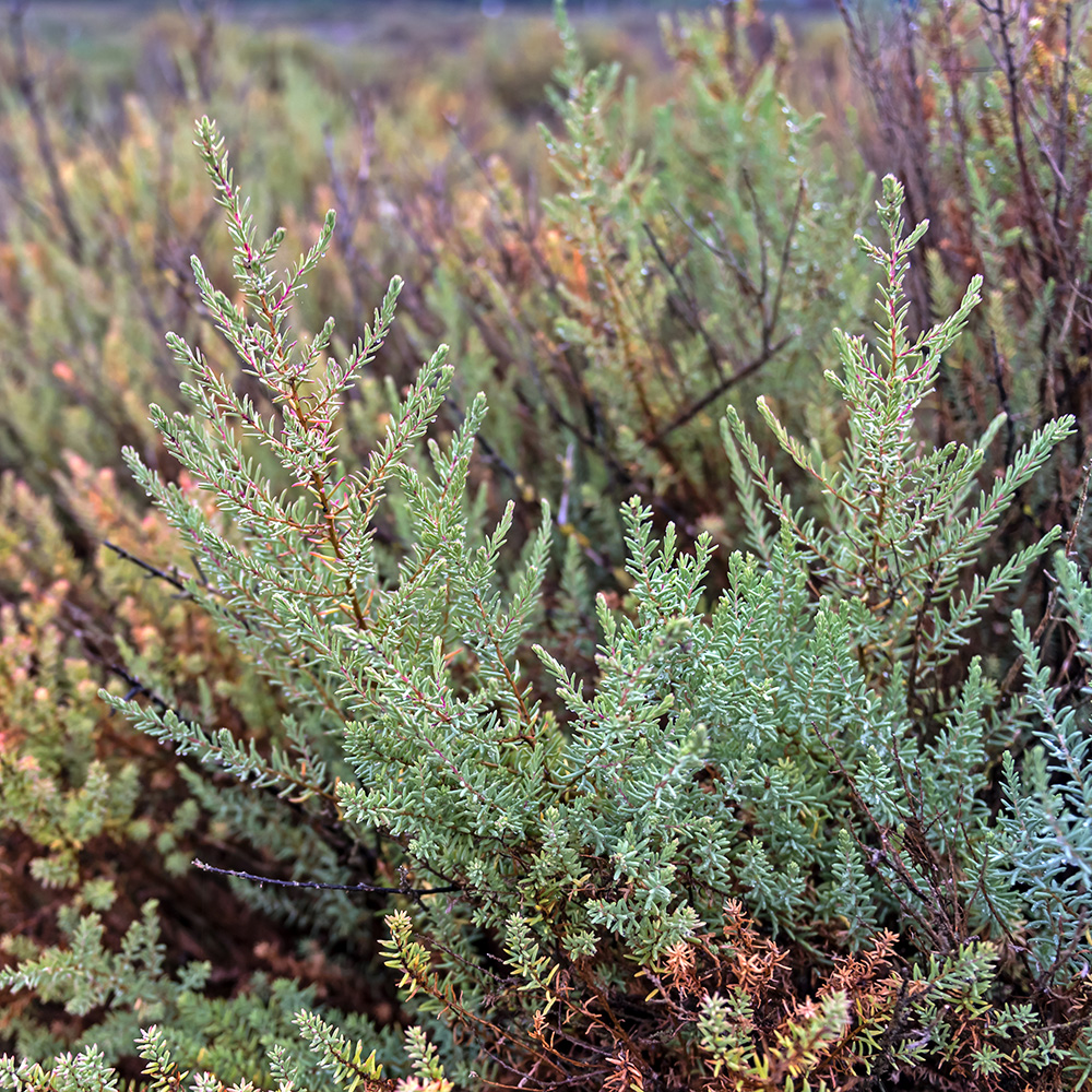 Flores y Paisajes de Asturias : Suaeda vera