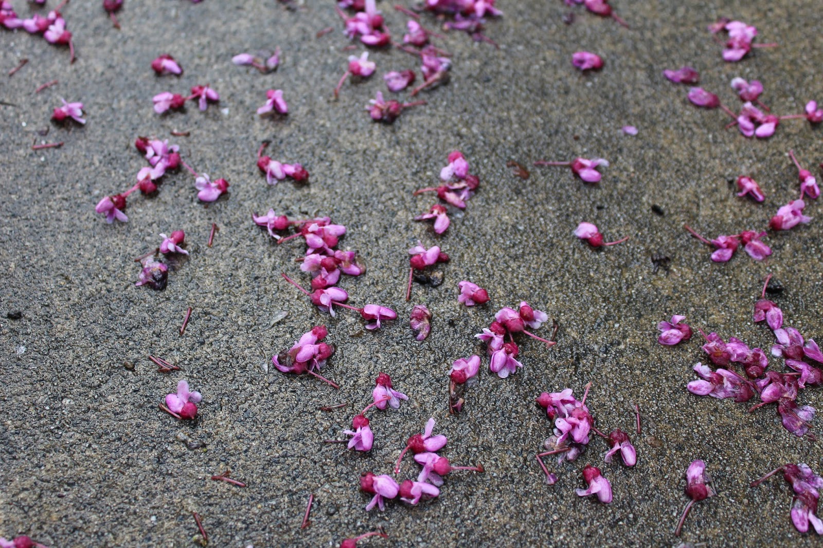 Victory Gardens for Bees: A Mother’s Day Apologia