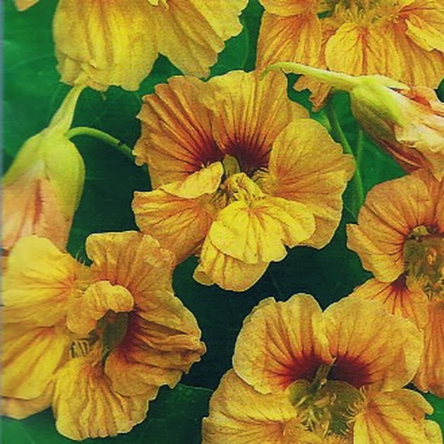Seminte si plante de gradina hobby: Conduras-Tropaeolum majus