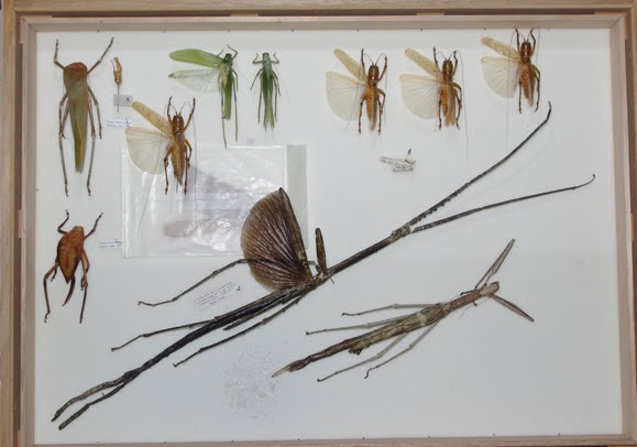 BunyipCo: Australia's Largest Insects