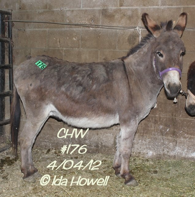 Write... and Ride: In honour of World Donkey Day, please donate and ...