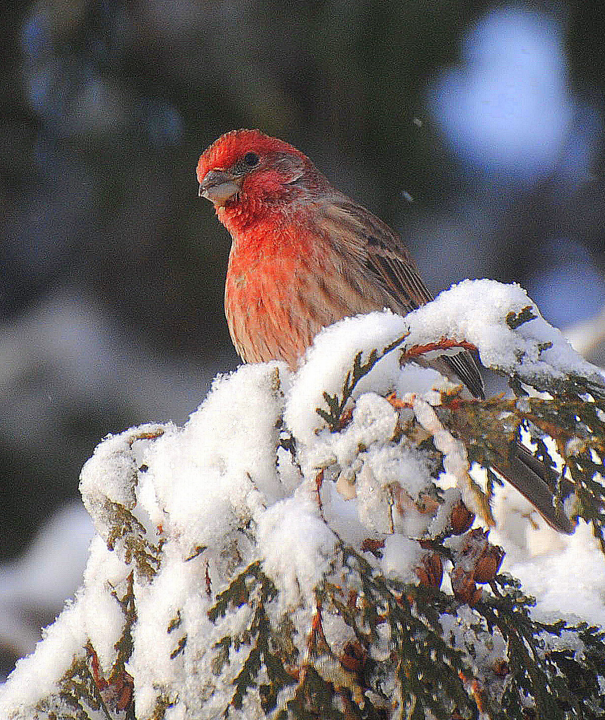 Camera on King & Aurora : Bird makes our backyard a better place...