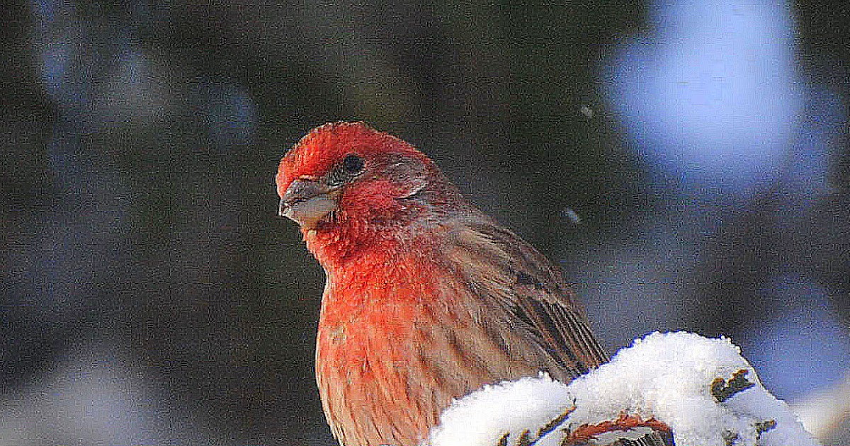 Camera on King & Aurora : Bird makes our backyard a better place...