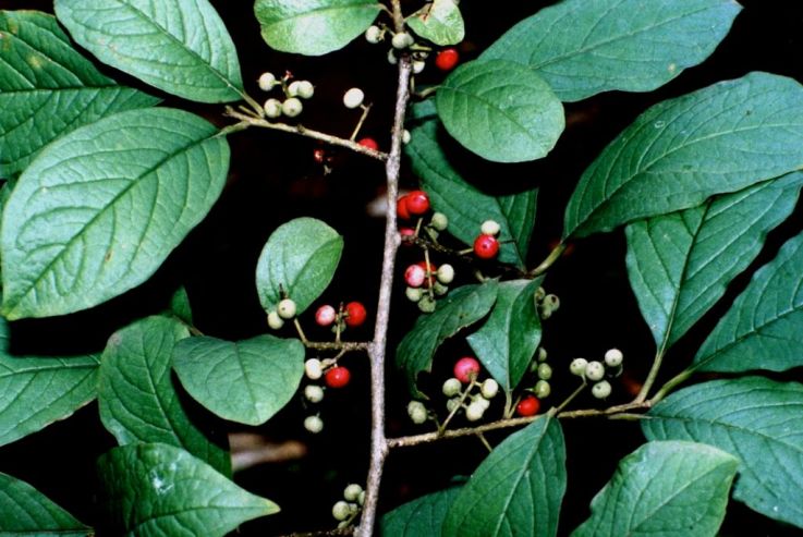 Ayurvedic Gyan: #Vidang, विडंग(Embelia ribes Burm. f. )