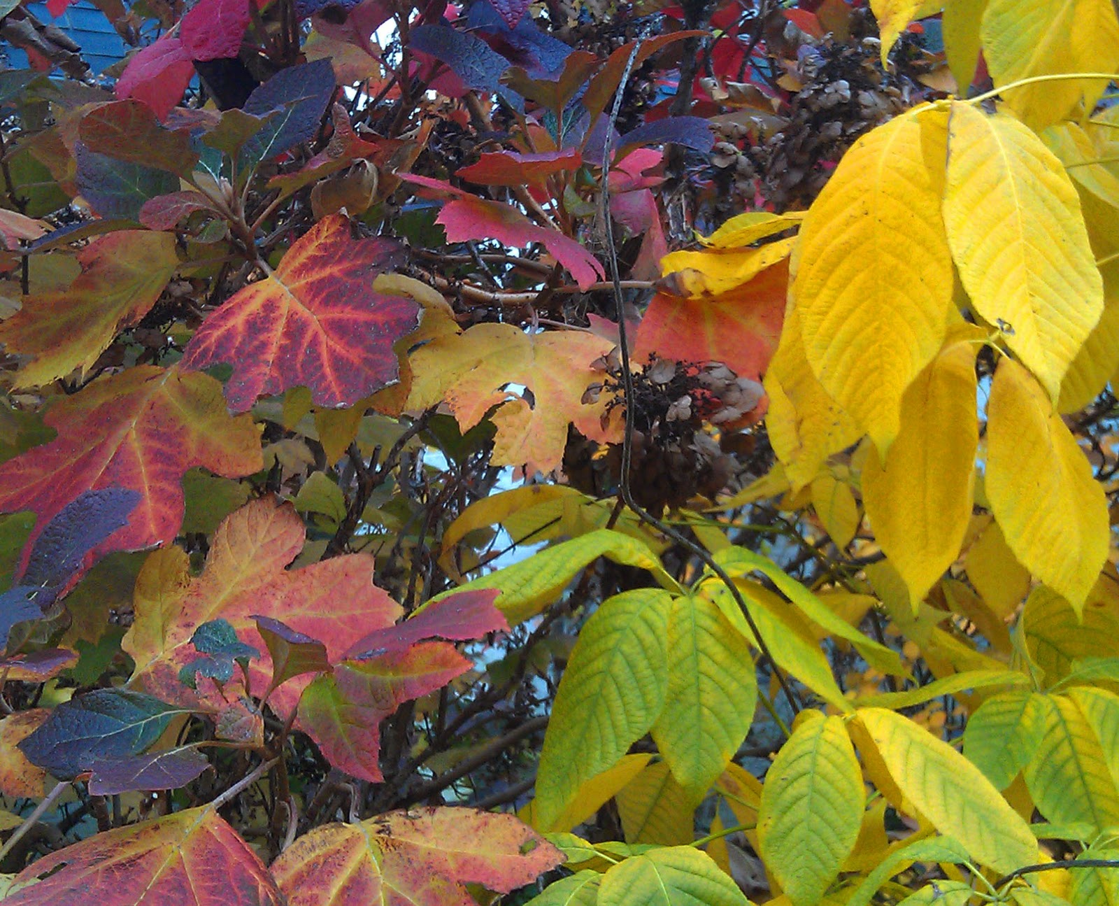 the absent-minded gardener: Top 10 Plants For Fall Color