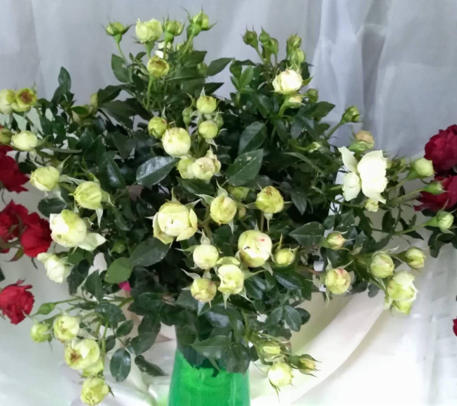 Ranczo Elma: Róża (Rosa) Lemon Rokoko