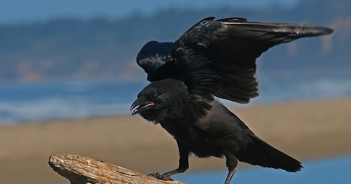 Kiedy wpadniesz między wrony...