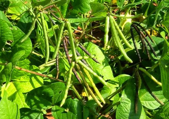 Nature: Vigna mungo (L.) Hepper – Black gram Syn. Phaseolus mungo L.