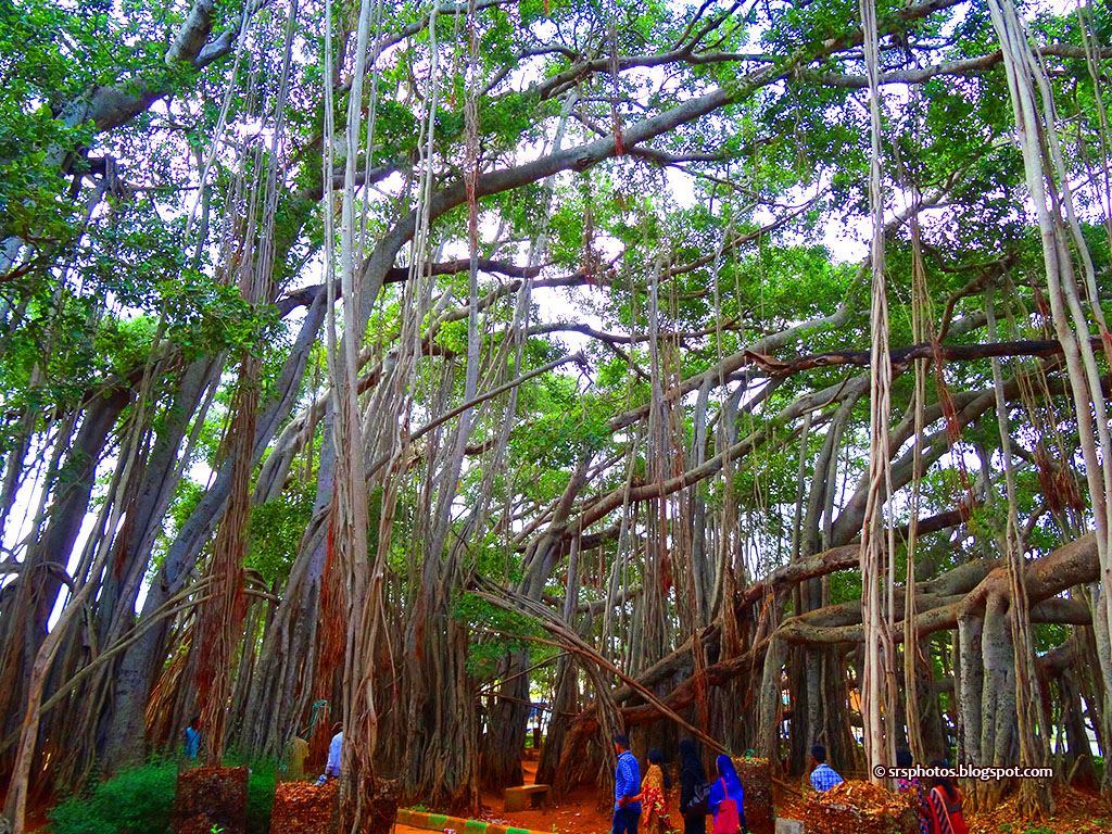 Big Banyan Tree, Bengaluru