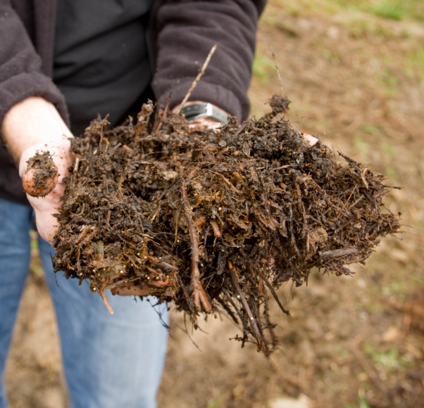 Camden Community Garden: Curl Grubs in the Compost